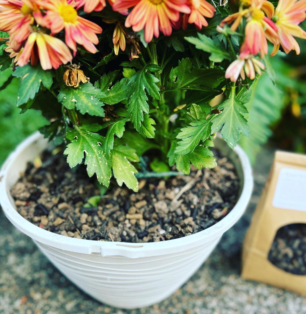 Wool Pellets – Skagit Woolen Works